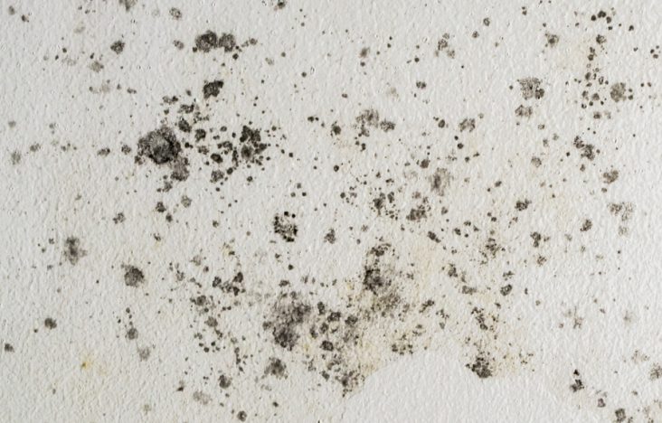 How To Remove Mold From Inside Walls | HandyHabits